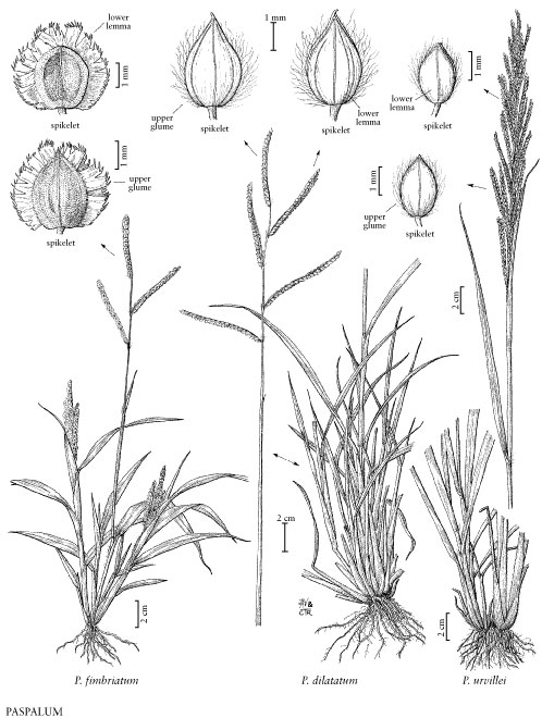 Vasey Grass [Paspalum urvillei]