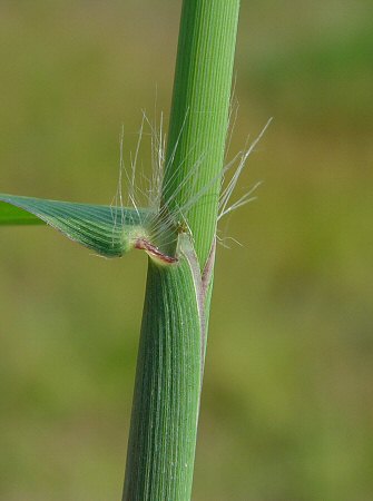 Vasey Grass [Paspalum urvillei]