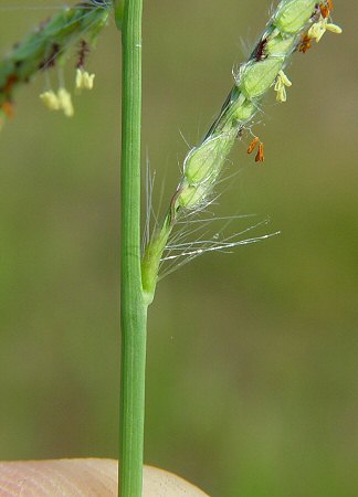 Vasey Grass [Paspalum urvillei]