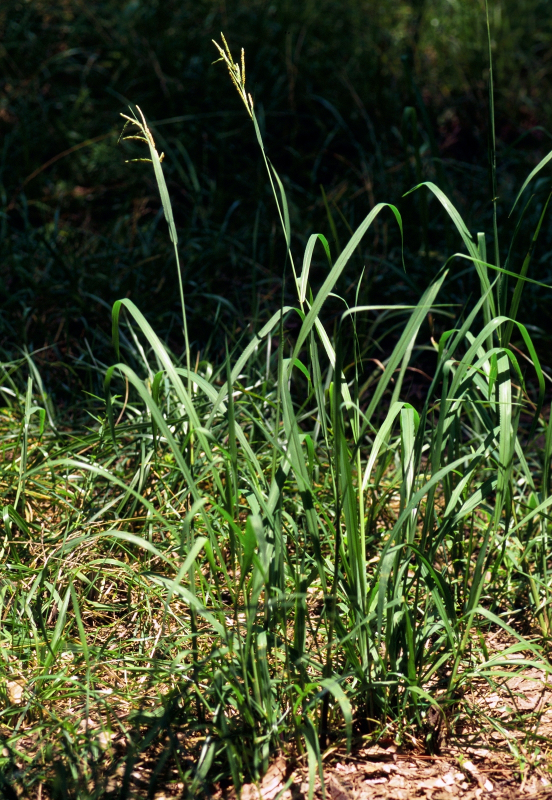 Vasey Grass [Paspalum urvillei]