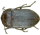 Managing Insect and Mite Pests of Texas Small Grains